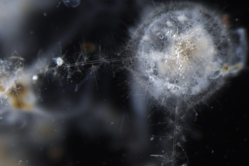 Marine snow — MBARI Annual Report: 2021