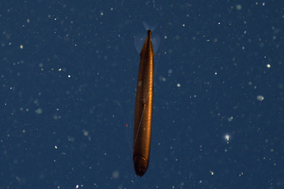 Dragons lurk in dark depths — MBARI Annual Report: 2022