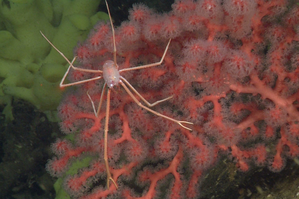 Long-armed crabs reach out for food — MBARI Annual Report: 2018