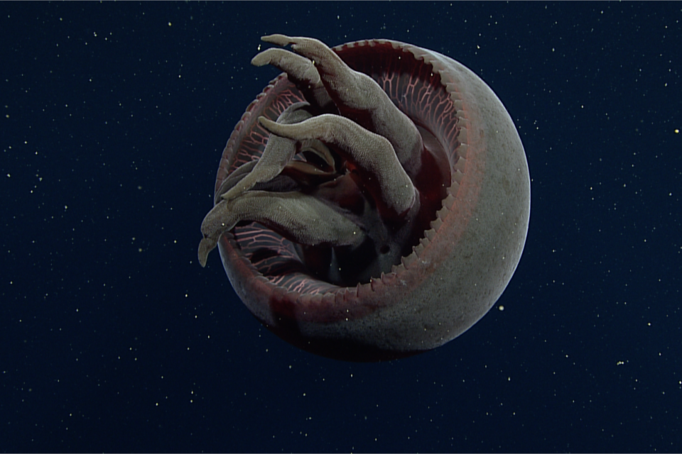 Creature features and splashy stickers — MBARI Annual Report: 2020