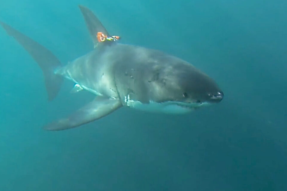 Getting a shark's-eye view — MBARI Annual Report: 2018