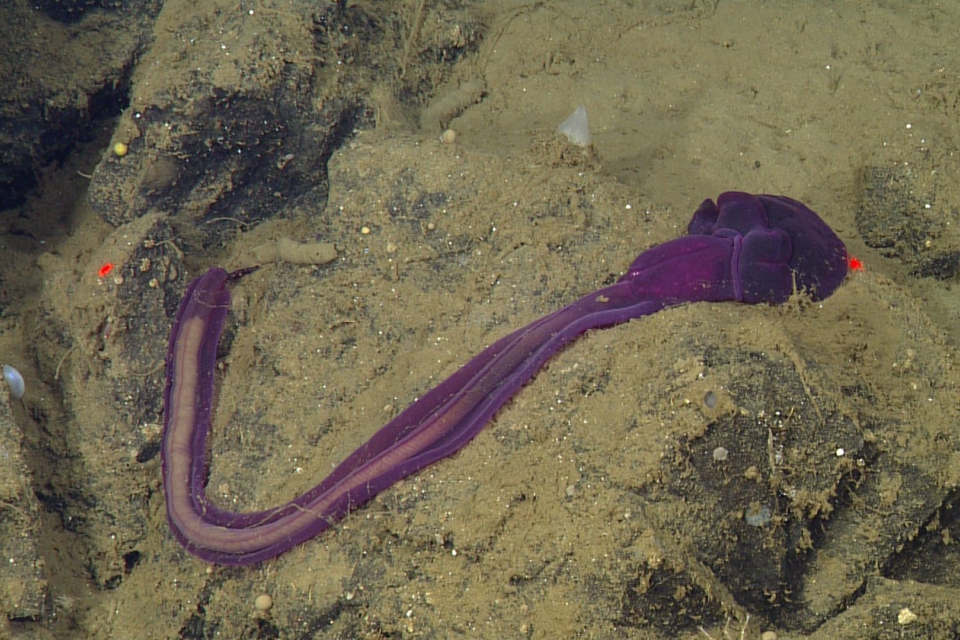 Inspiring awe and action by sharing stories from the deep sea — MBARI ...