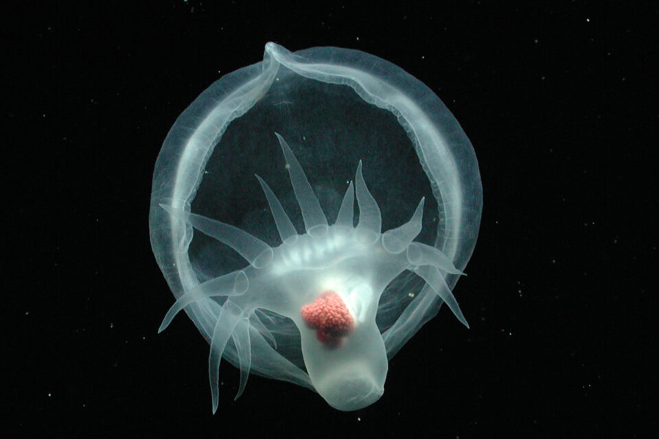 Revealing deep-sea biodiversity — MBARI Annual Report: 2024
