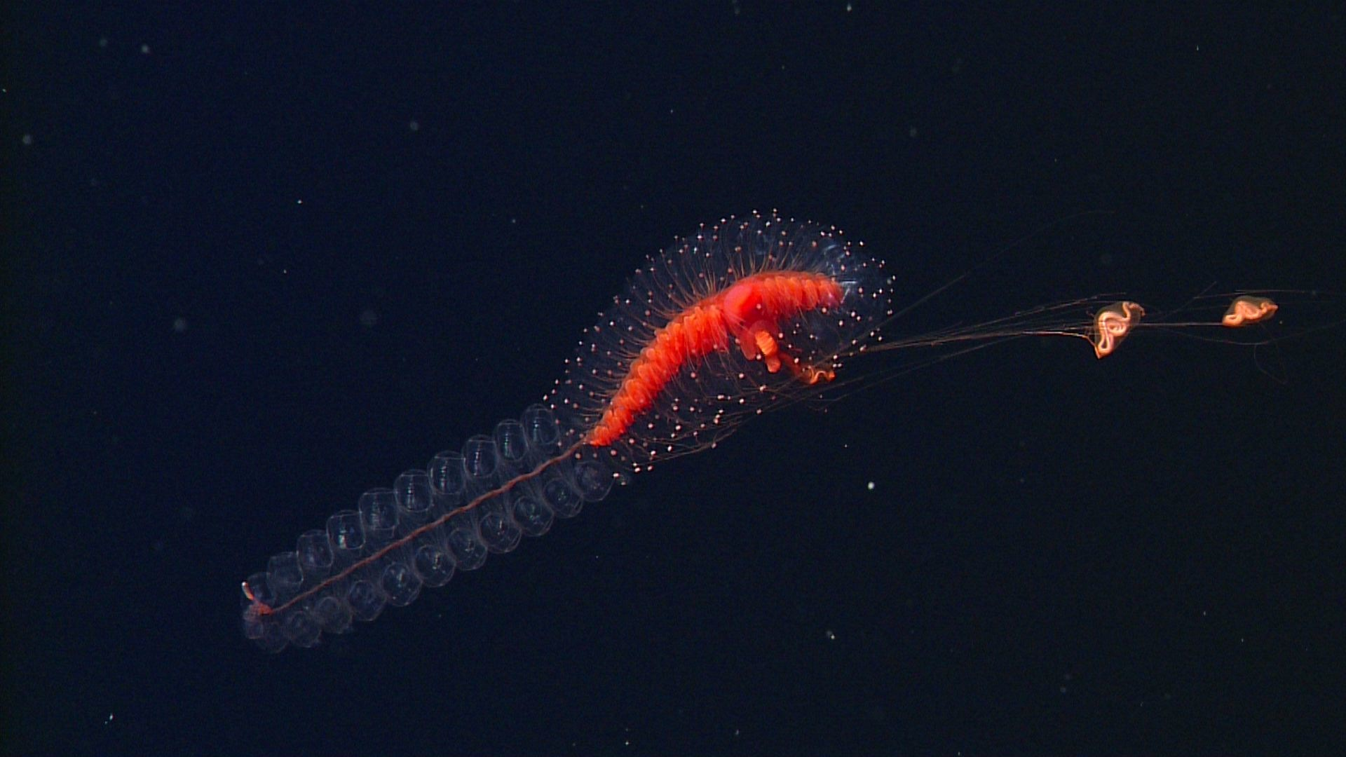 Delicate drifters — MBARI Annual Report: 2021