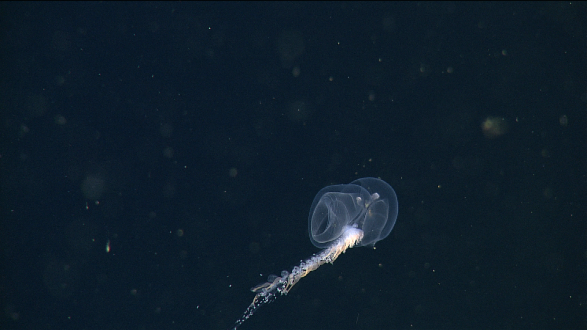 Delicate drifters — MBARI Annual Report: 2021