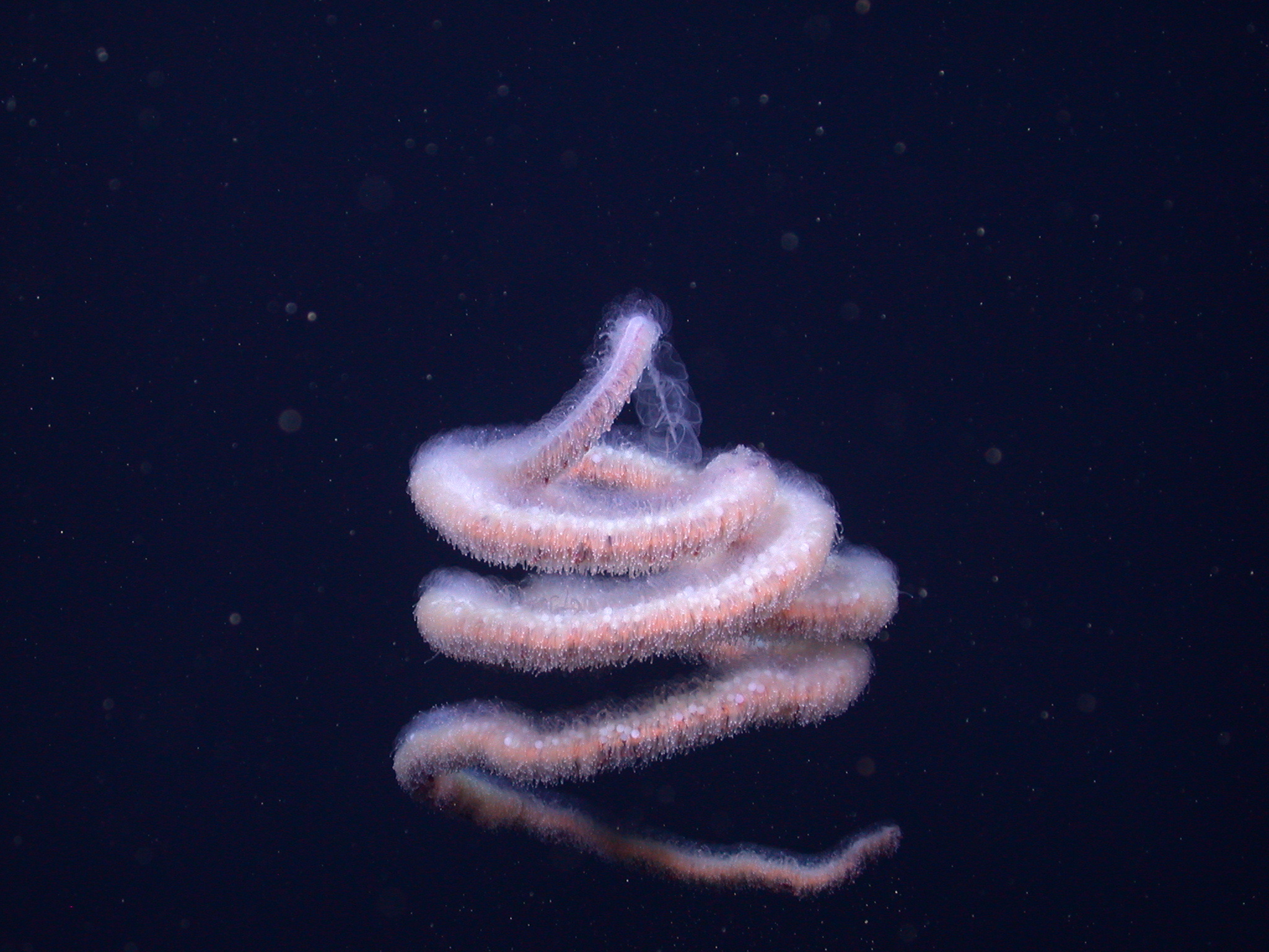 Delicate drifters — MBARI Annual Report: 2021