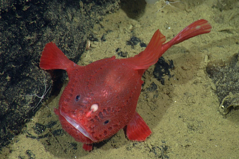 An alluring fish — MBARI Annual Report: 2021