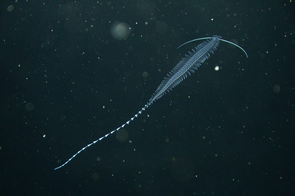 Swimming with a worm — MBARI Annual Report: 2021